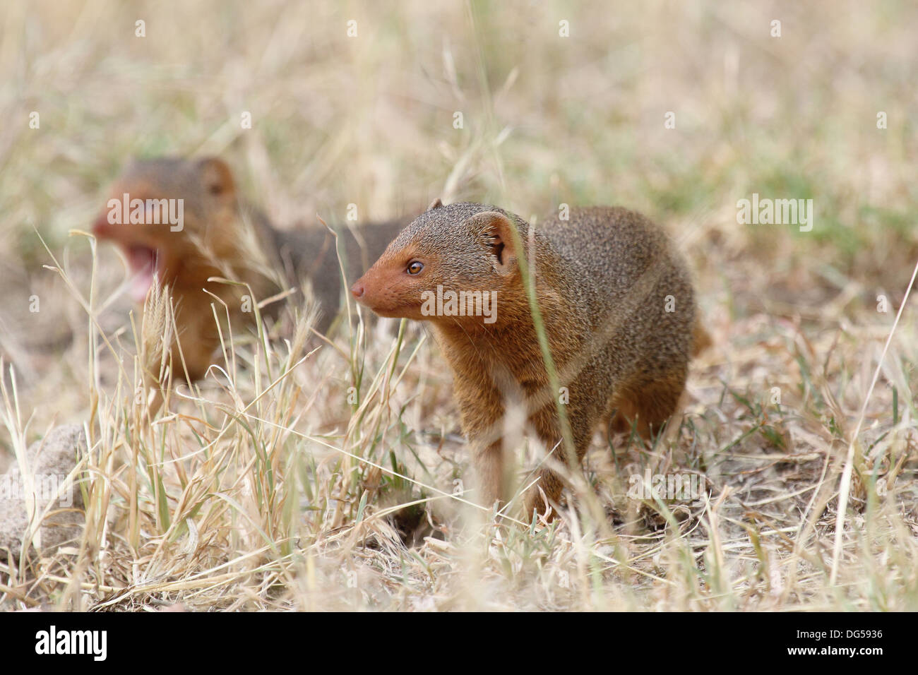 Common dwarf mongooses (Helogale Parvula) in Seregenti National Park ...
