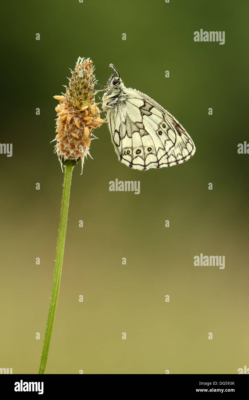 Marbled White Butterfly Stock Photo - Alamy