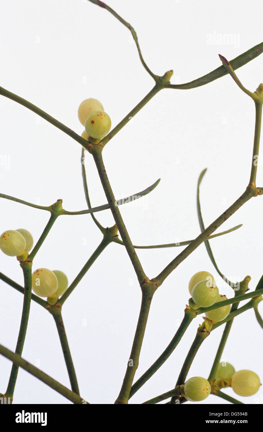 Viscum viscum hi-res stock photography and images - Alamy