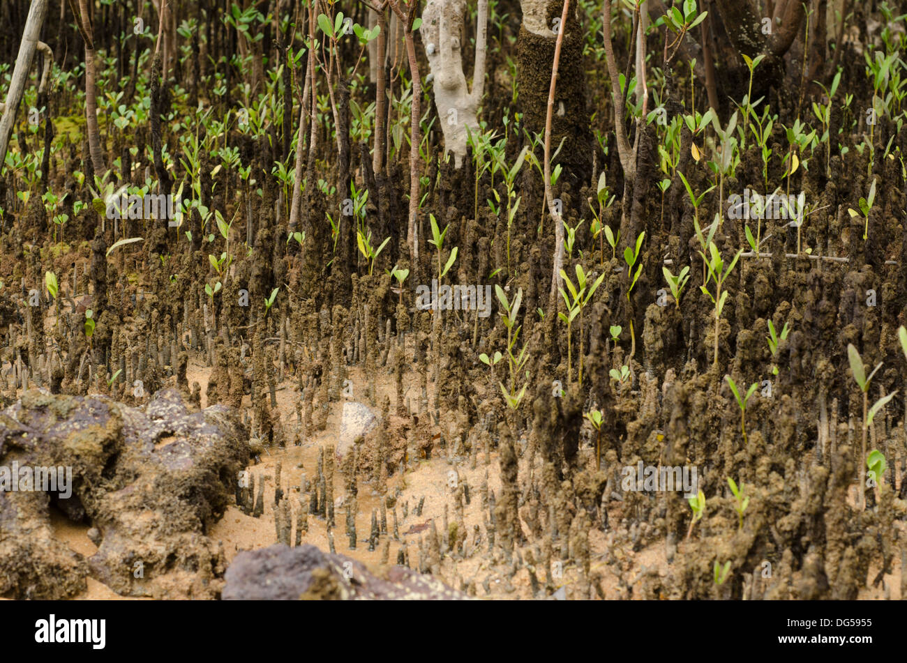 mangrove roots plants trees close to Aracruz, Espirito Santo state ...