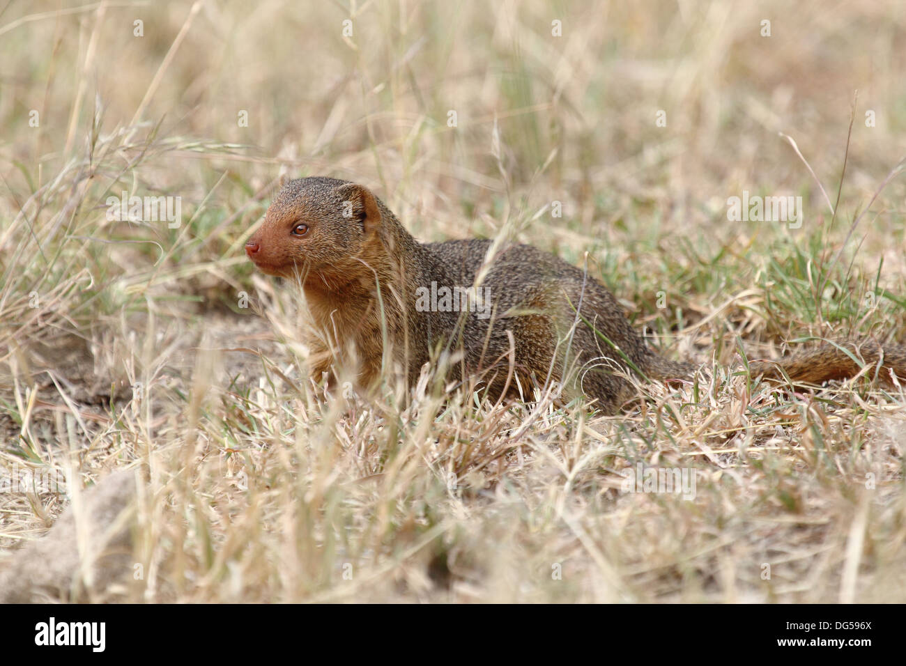 Common dwarf mongoose (Helogale Parvula) in Seregenti National Park ...