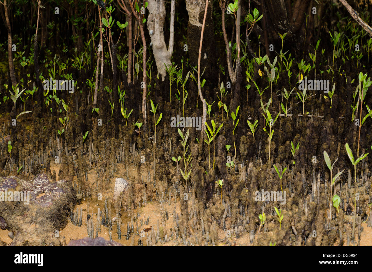 mangrove roots plants trees close to Aracruz, Espirito Santo state ...
