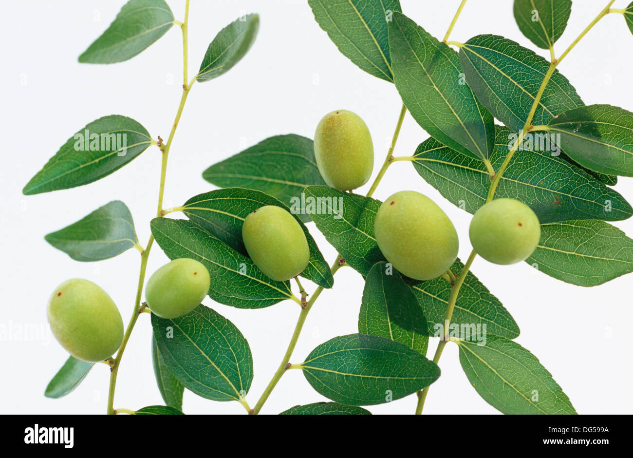 Ziziphus jujuba leaf hi-res stock photography and images - Alamy