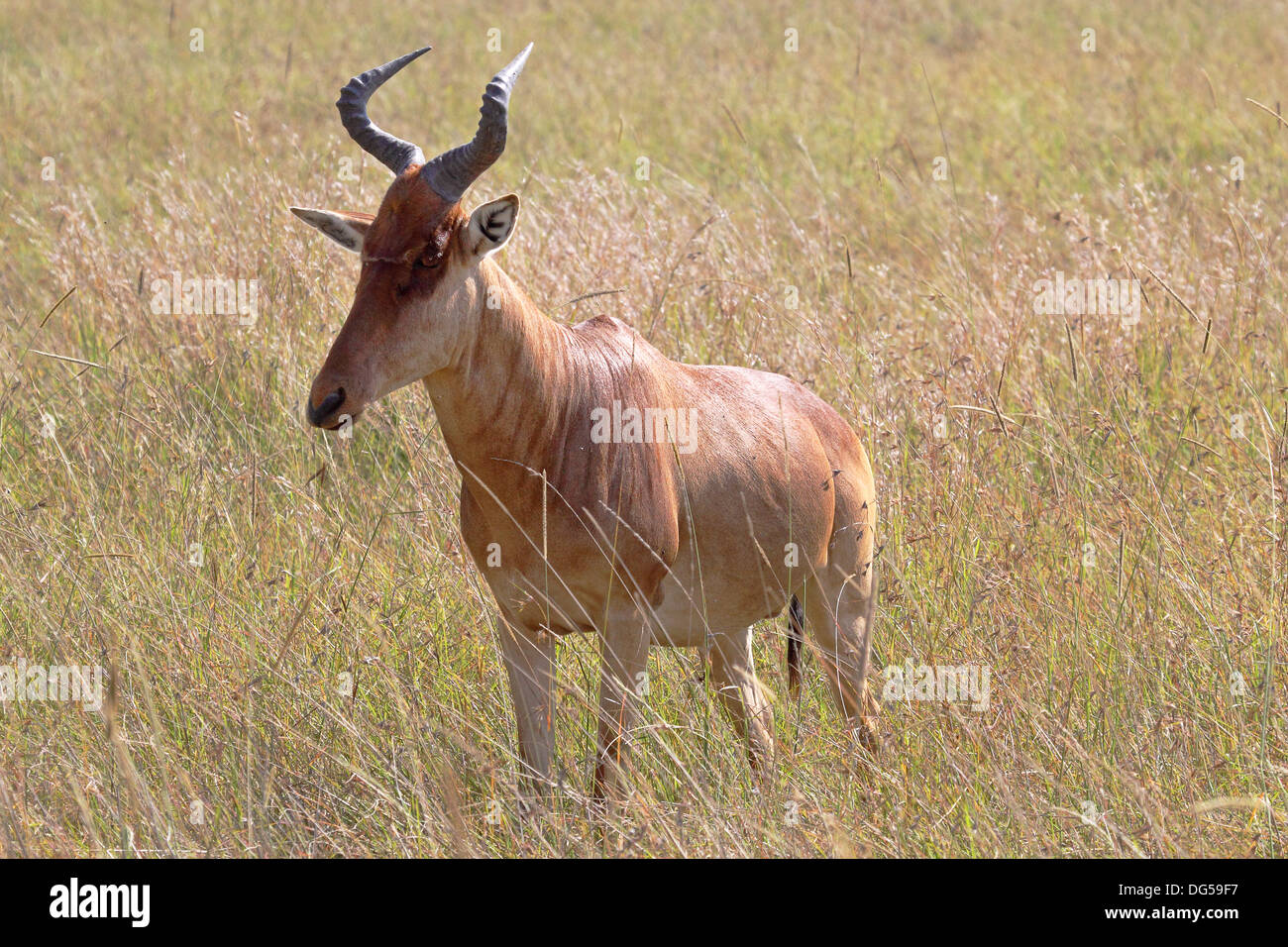 A hartebeest (Alcelaphus buselaphus) standing in the grass in Serengeti ...