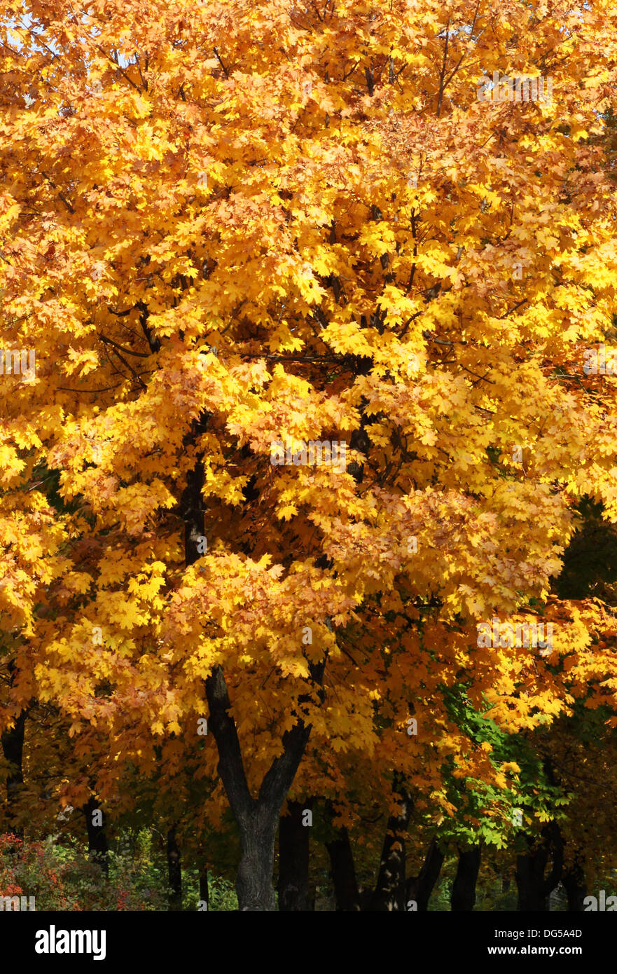 maple trees at fall Stock Photo - Alamy