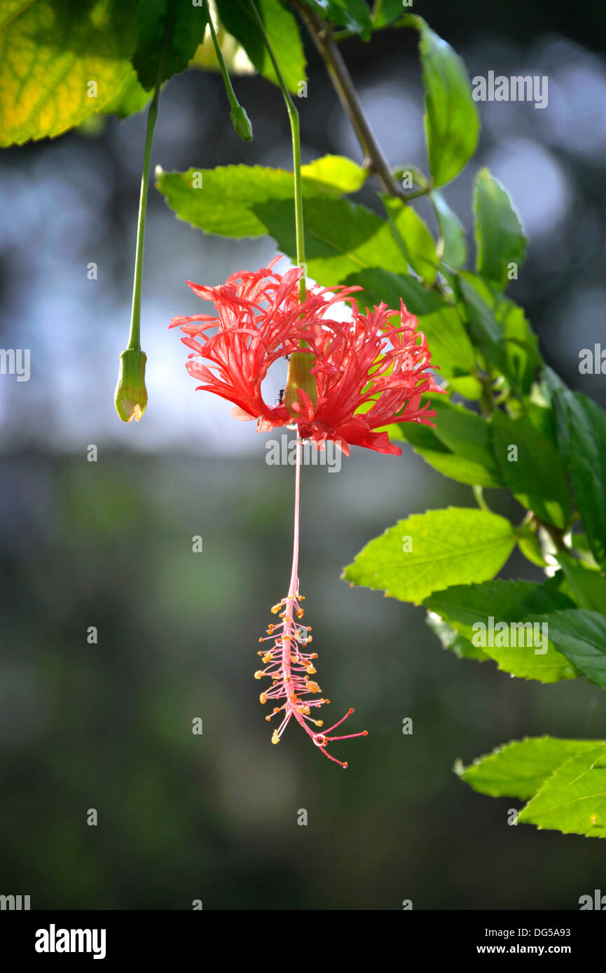Japanese Lantern Hibiscus