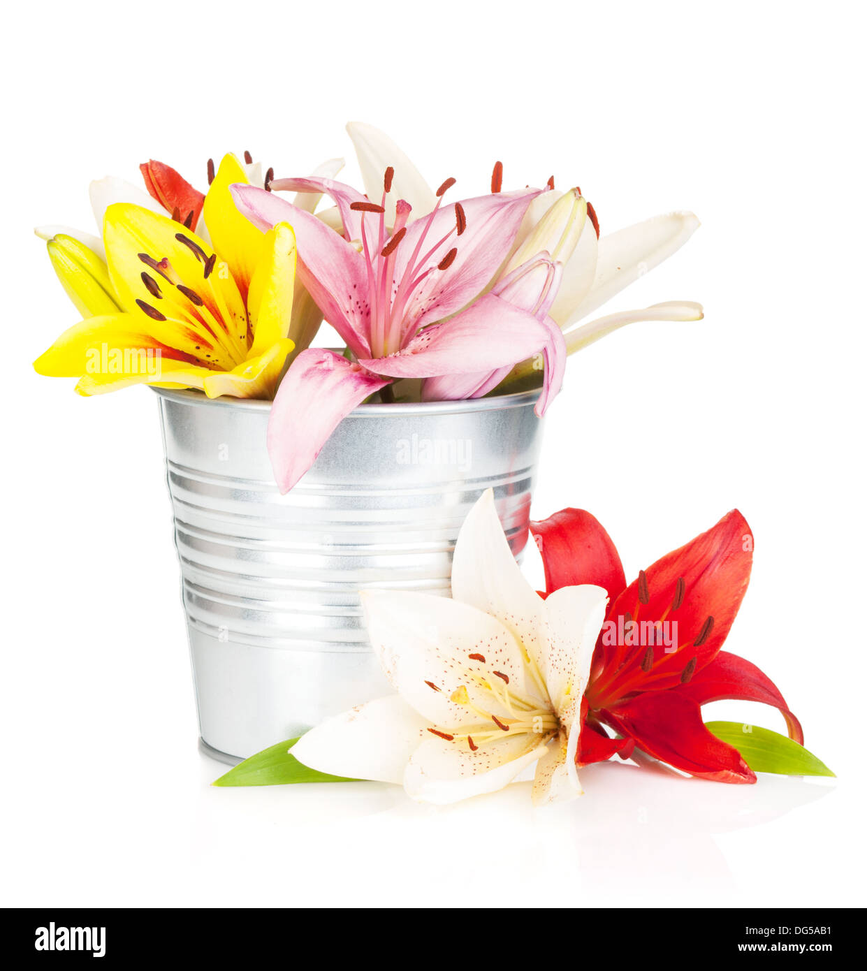 Colorful lily flowers in bucket. Isolated on white background Stock ...