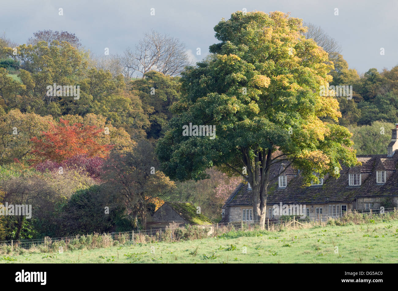 Autumnal Ash tree woodland country cottage Iford Wiltshire South West ...