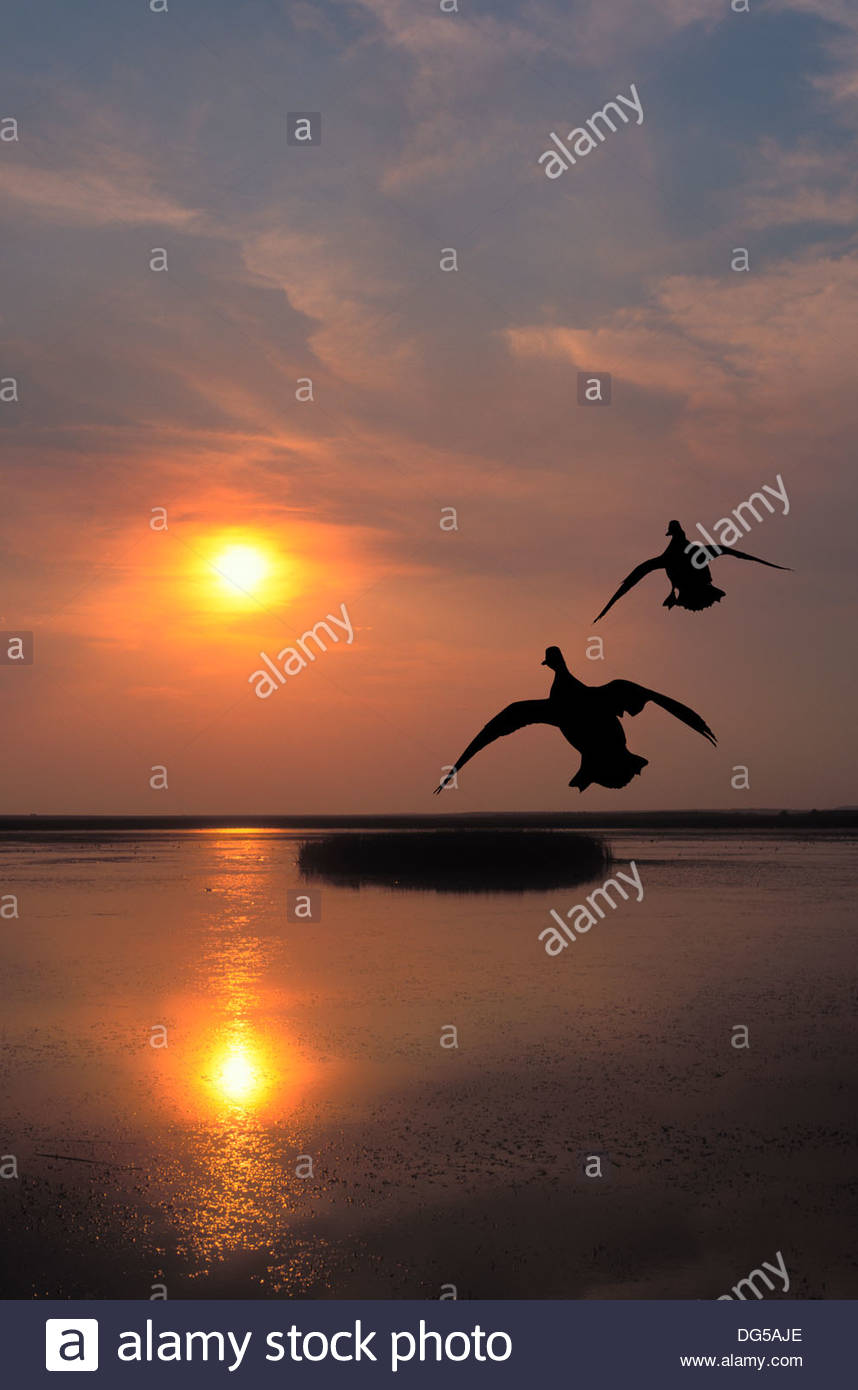 Mallard Ducks Sunset Silhouette Flight Stock Photos & Mallard Ducks ...