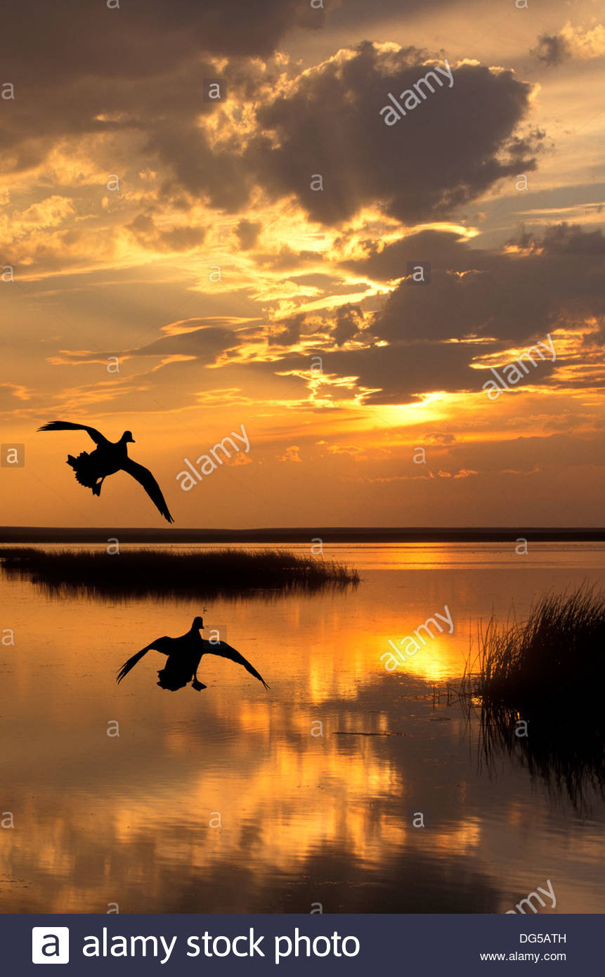 Mallard Ducks Sunset Silhouette Flight Stock Photos & Mallard Ducks ...
