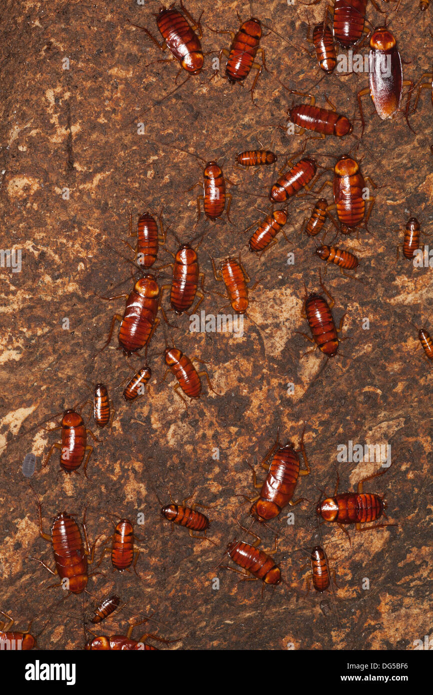 Tropical Rainforest Insects High Resolution Stock Photography and ...