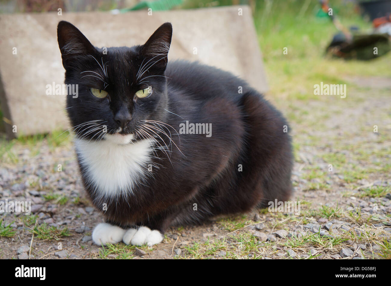 Calm cat hi-res stock photography and images - Alamy