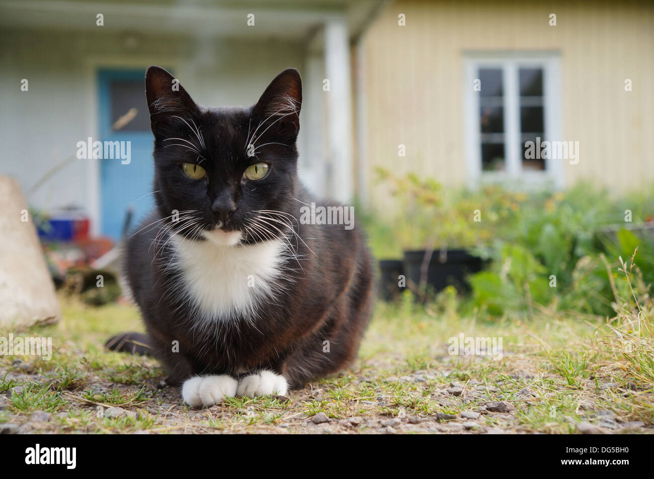 Calm the cat hi-res stock photography and images - Alamy