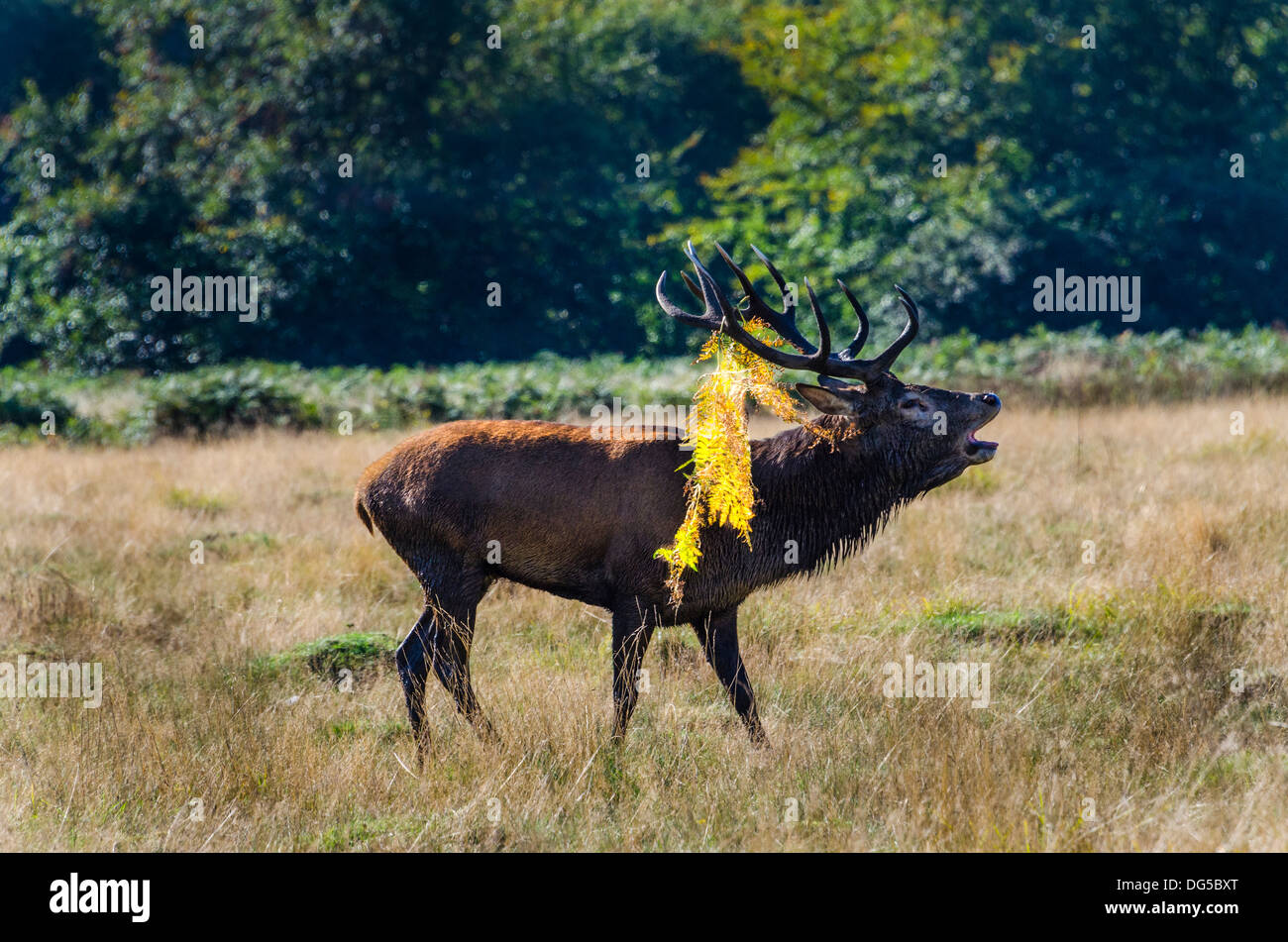 Rutting roar stag red hi-res stock photography and images - Alamy