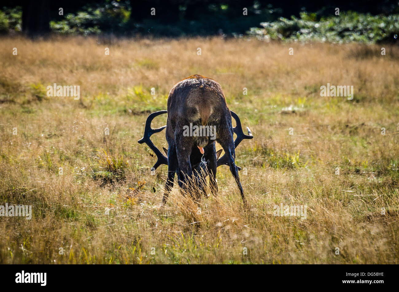 Red deer stag scent marking with urine during the rutting season in ...