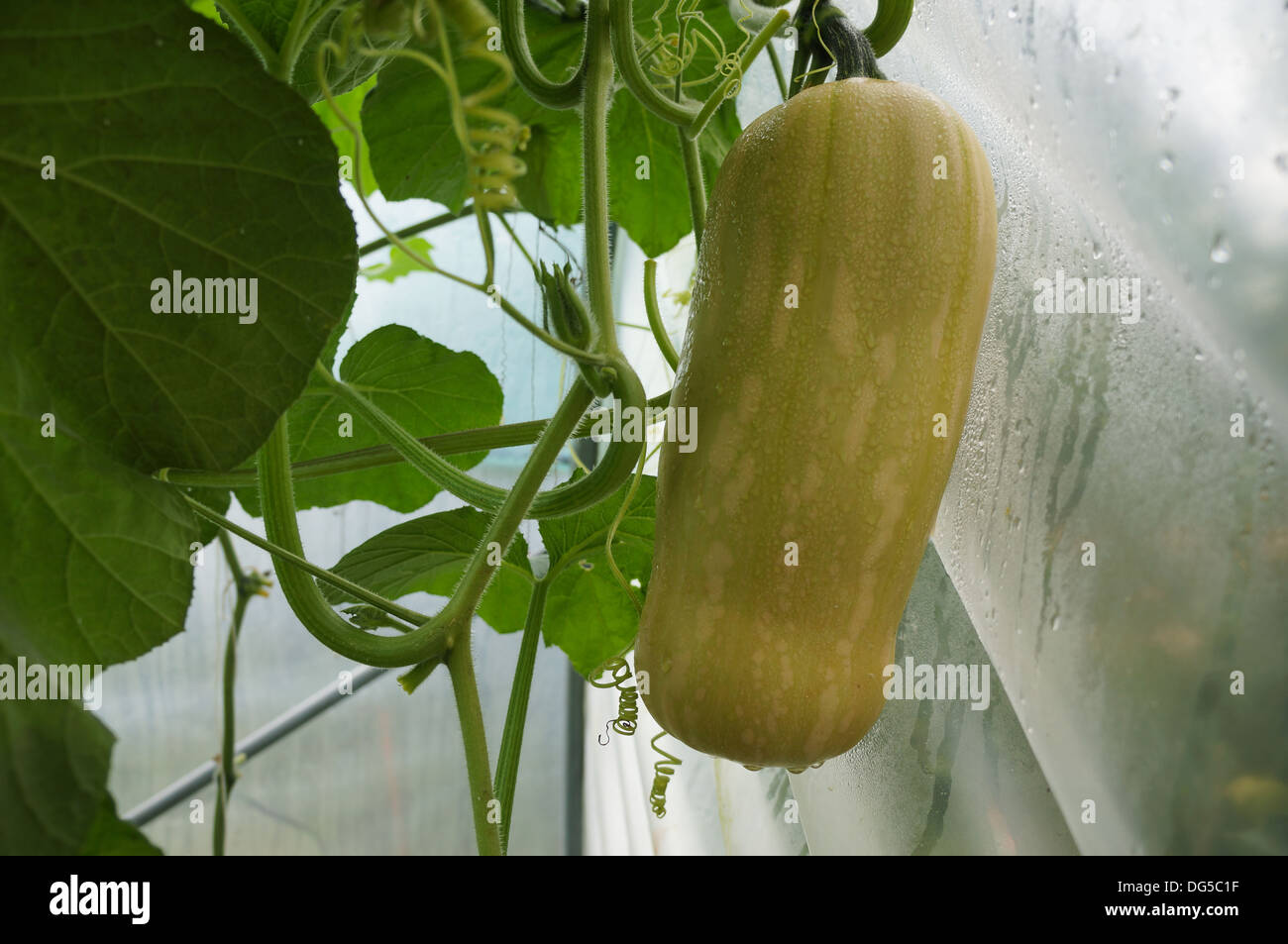 Waltham organic butternut hi-res stock photography and images - Alamy