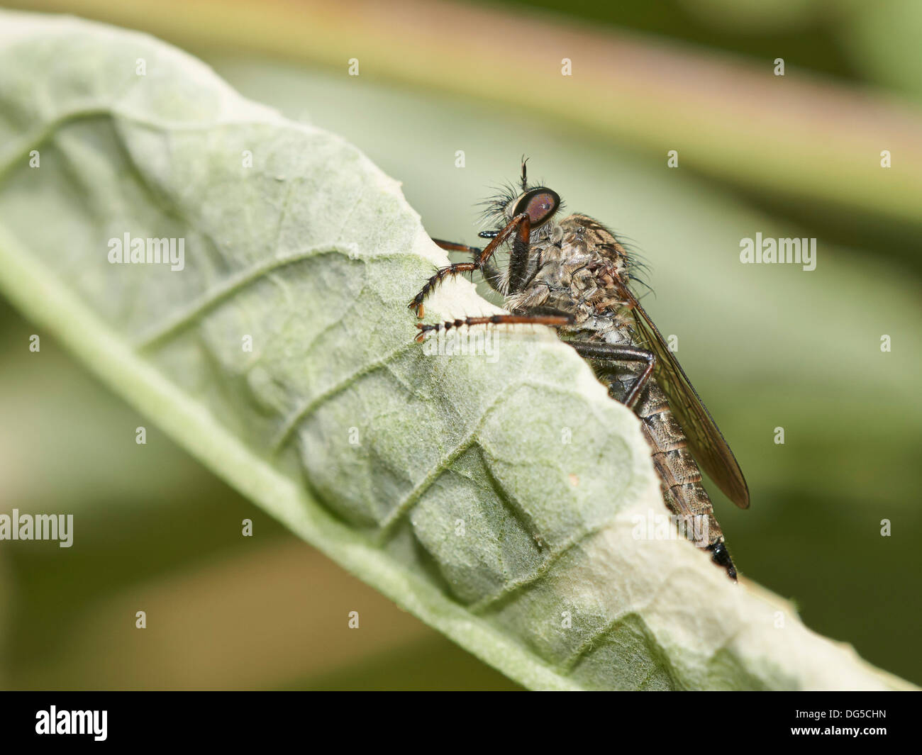 Robber fly with prey hi-res stock photography and images - Alamy