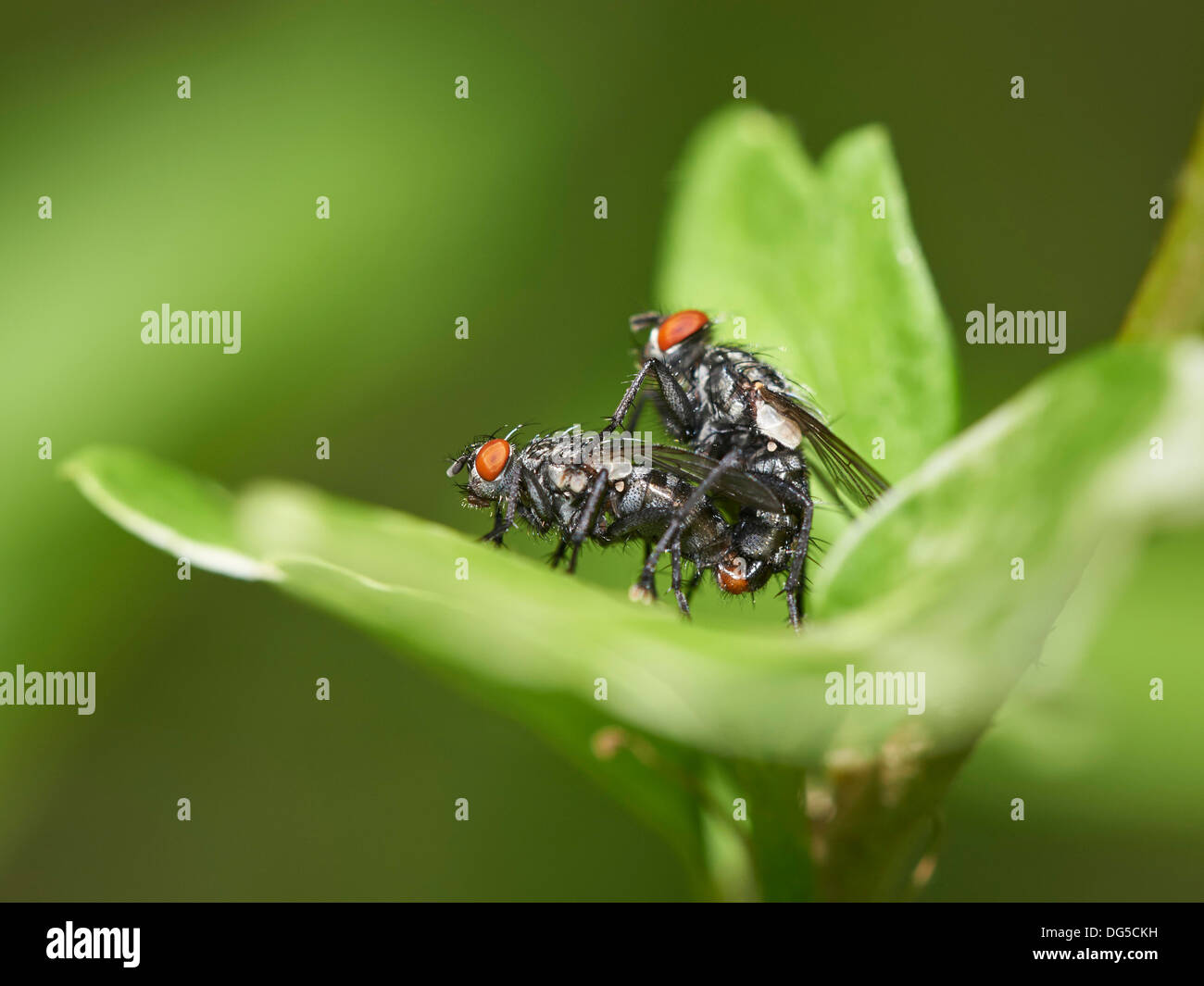 Flesh Flies mating Stock Photo - Alamy