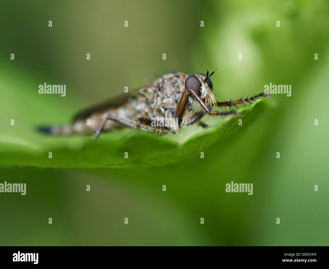 Predator waiting prey hi-res stock photography and images - Alamy