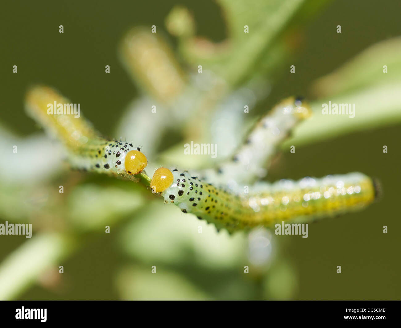 Rose Sawfly Larvae Stock Photo - Alamy