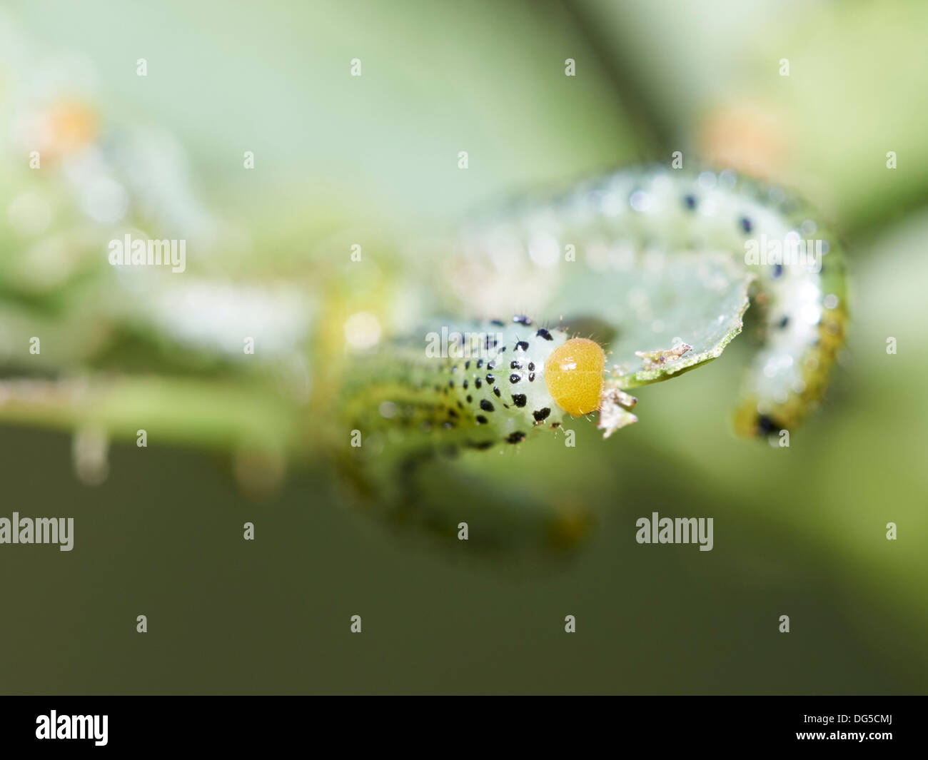 Rose sawfly larva hi-res stock photography and images - Alamy
