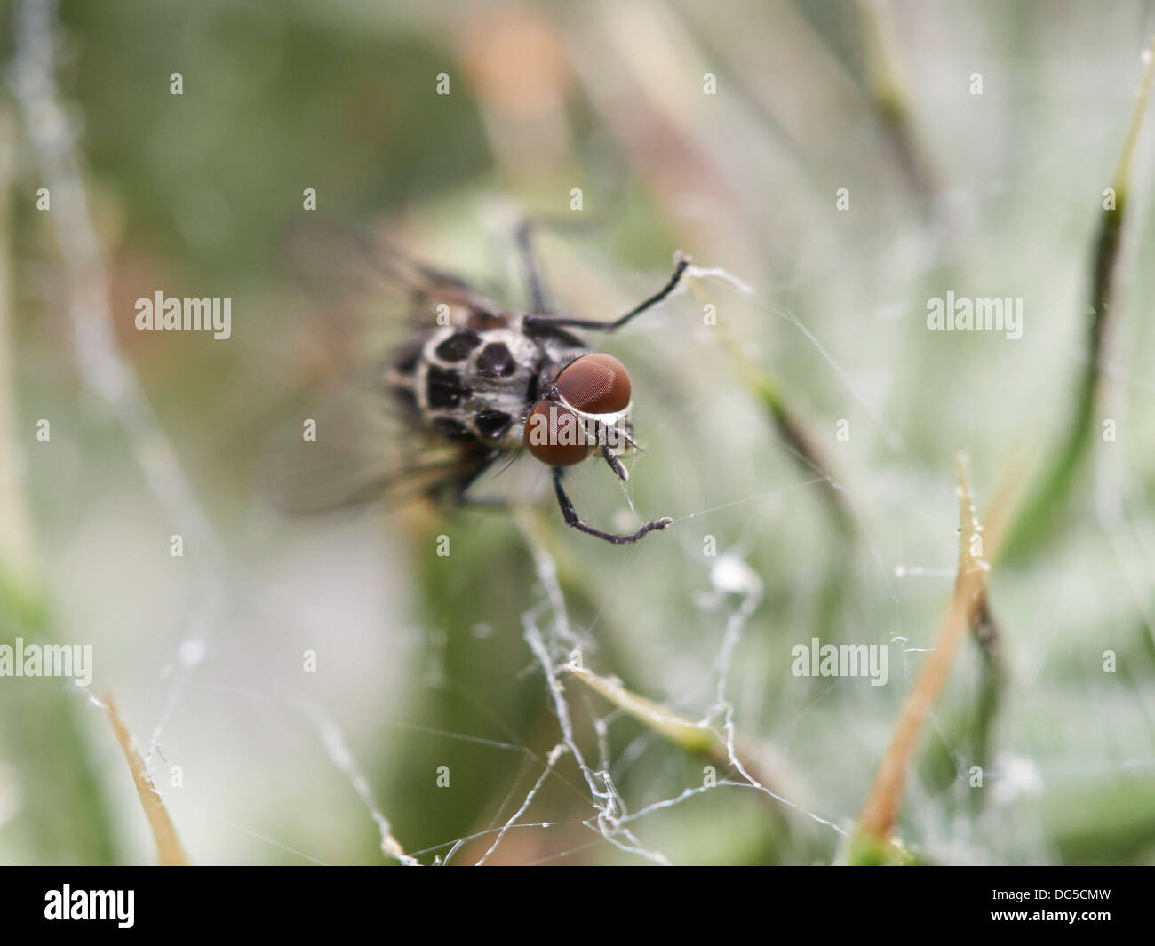 Fly caught in spider's web Stock Photo - Alamy