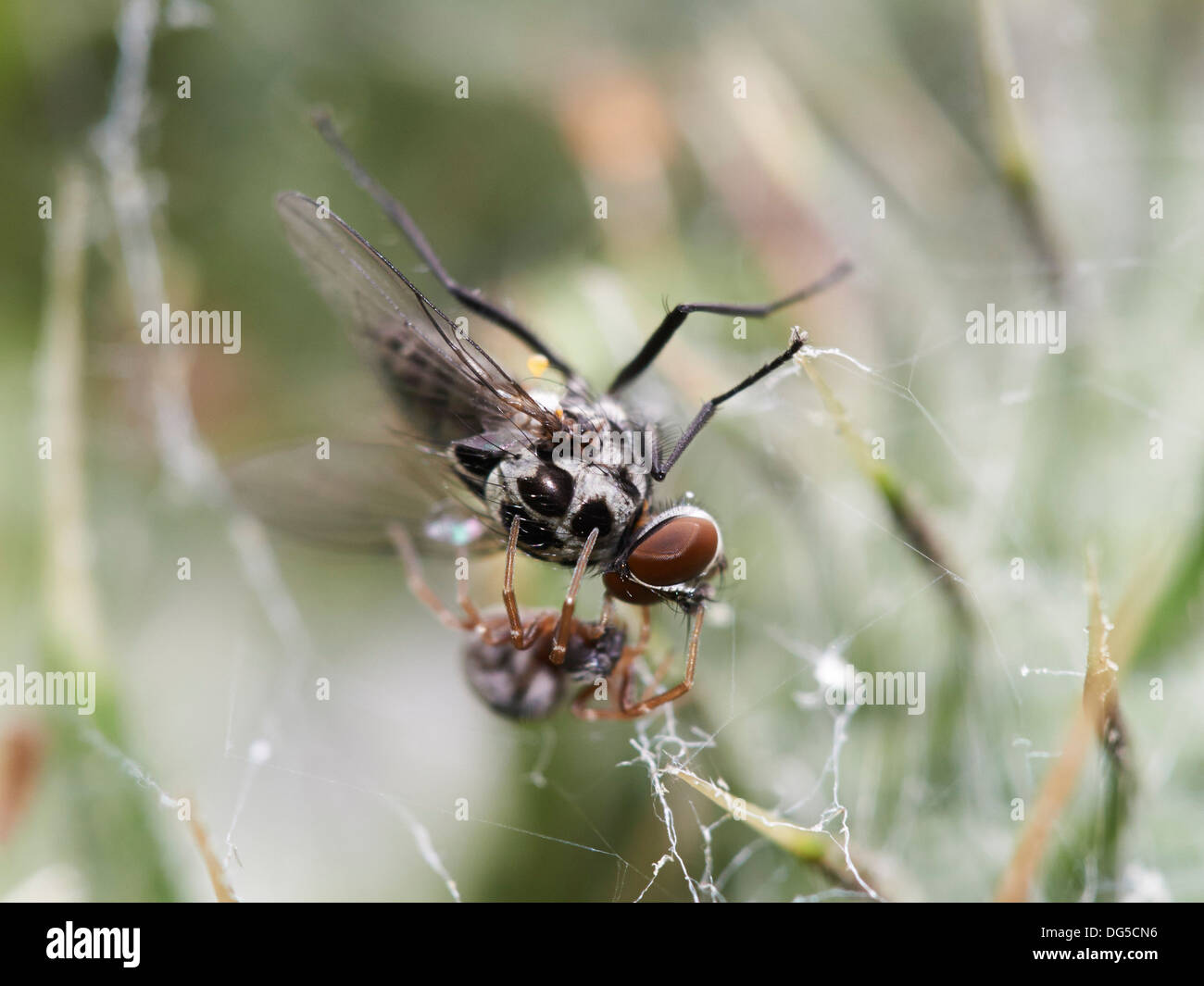 Caught in spiders web hi-res stock photography and images - Alamy