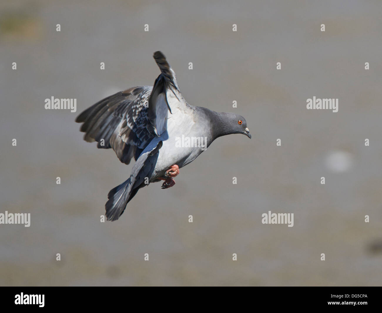 Feral/Rock Pigeon in flight Stock Photo - Alamy