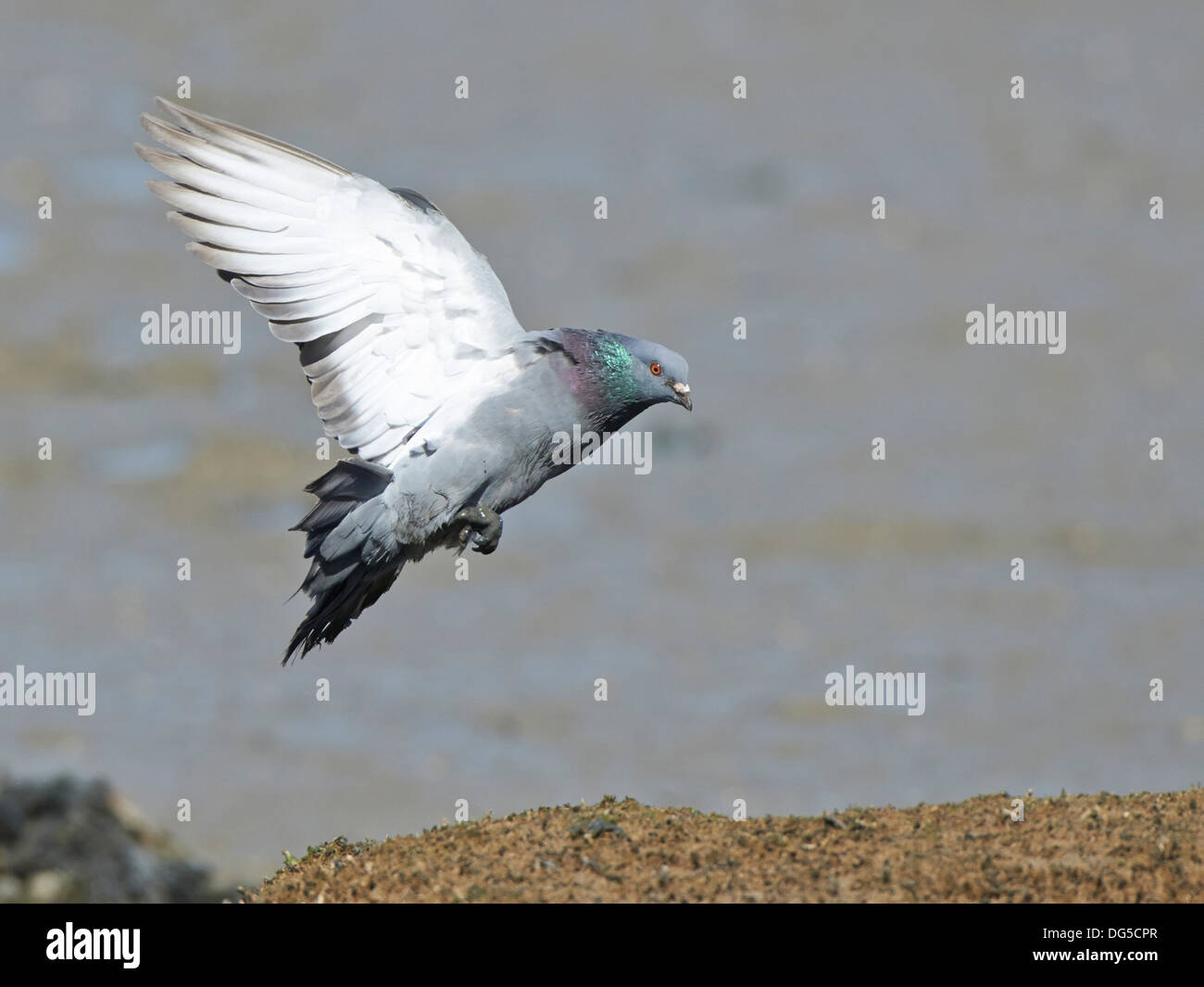 Rock Pigeon High Resolution Stock Photography and Images - Alamy