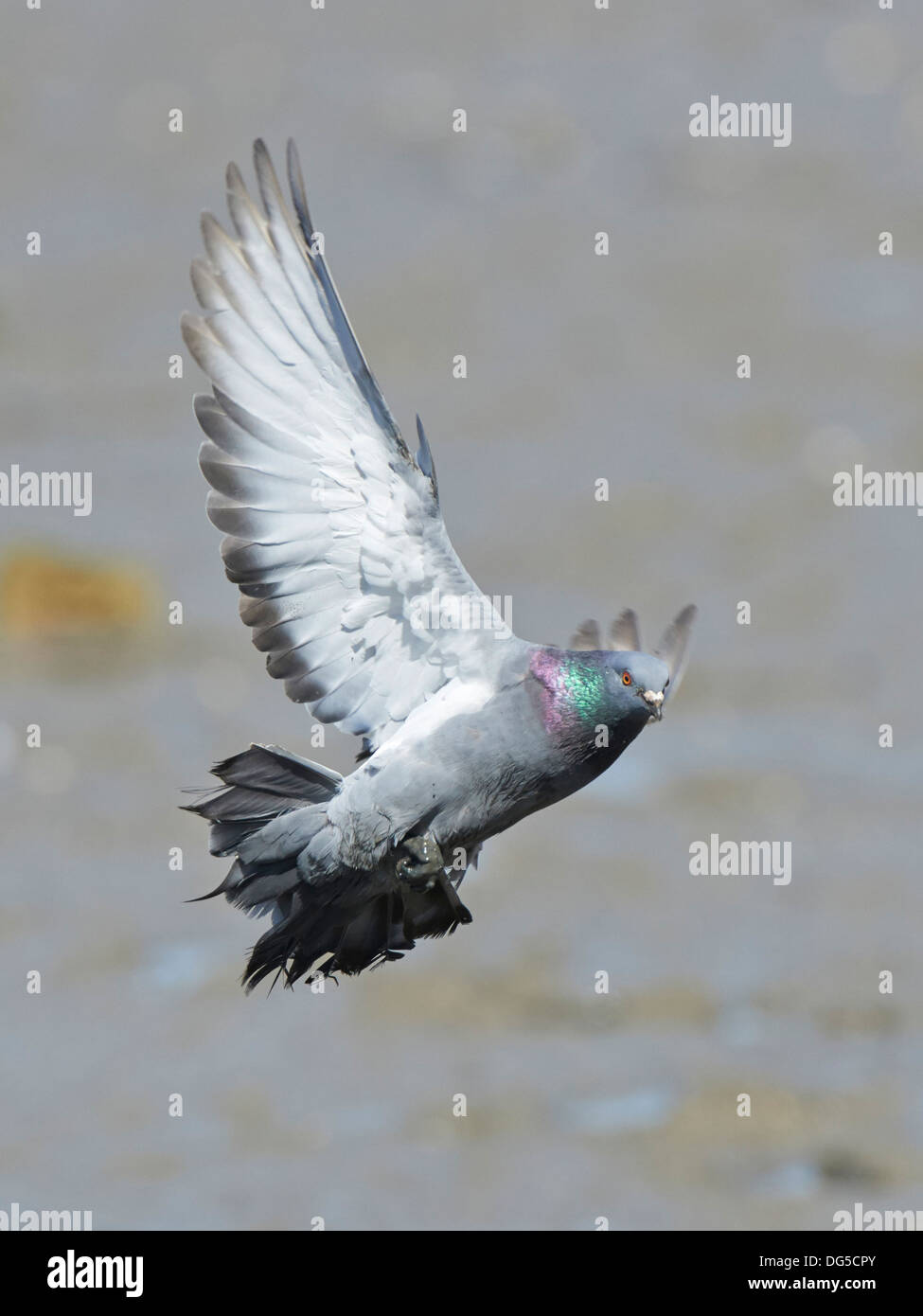 Rock Pigeon High Resolution Stock Photography and Images - Alamy