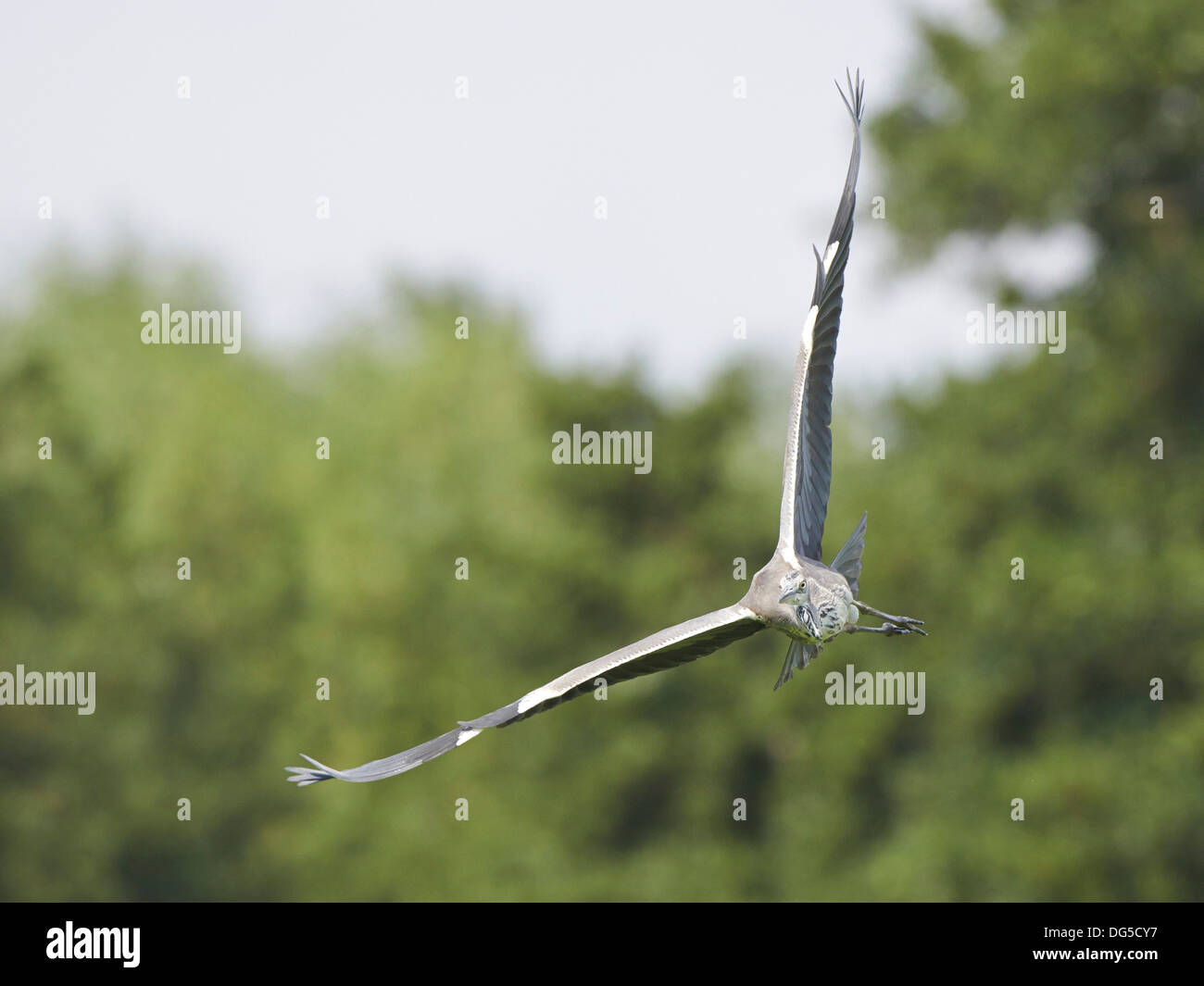 Grey Heron in flight Stock Photo - Alamy