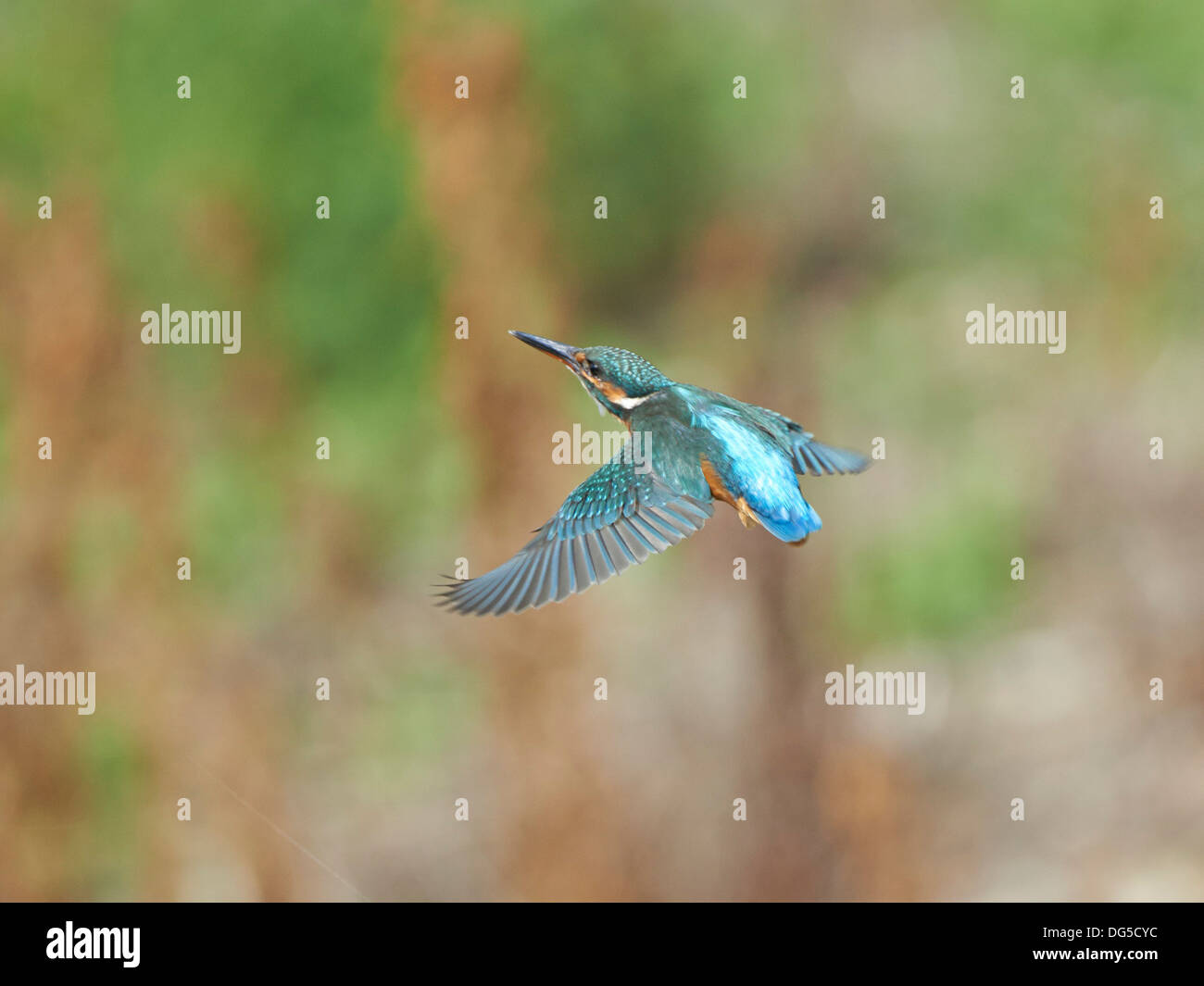 Kingfisher in flight Stock Photo - Alamy