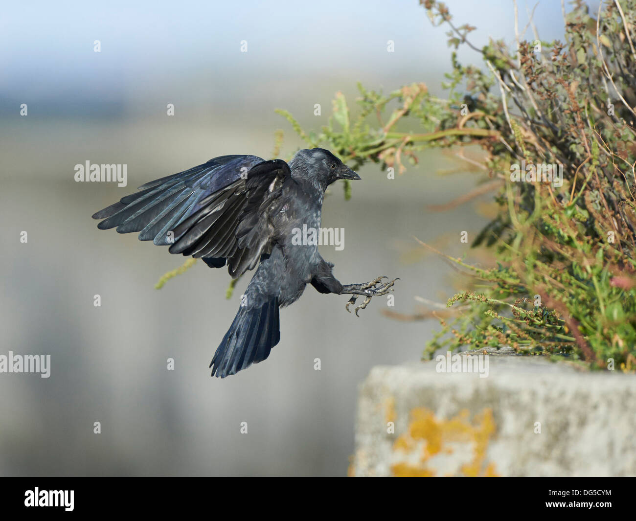 Jackdaw in flight Stock Photo - Alamy