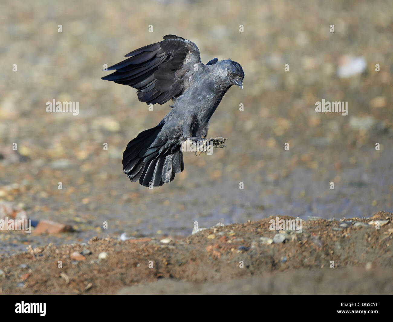 Jackdaw corvus monedula landing hi-res stock photography and images - Alamy