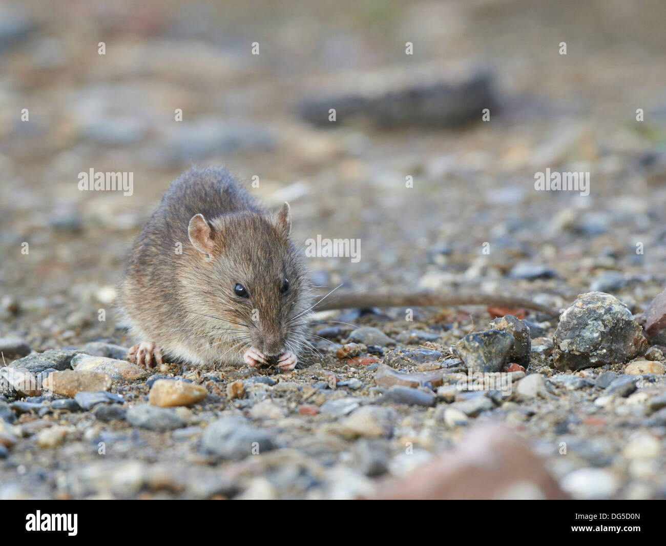 Brown rats hi-res stock photography and images - Alamy