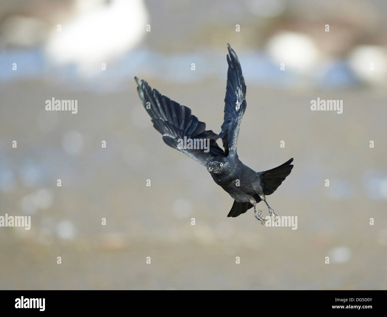 Jackdaw in flight Stock Photo - Alamy