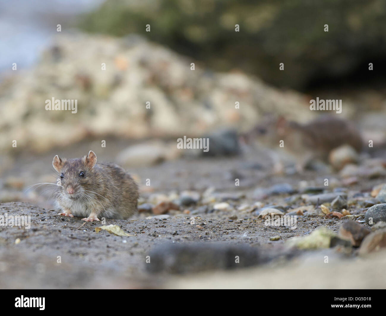 Brown rats hi-res stock photography and images - Alamy