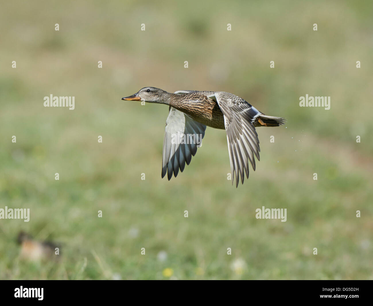 Gadwall in flight Stock Photo - Alamy