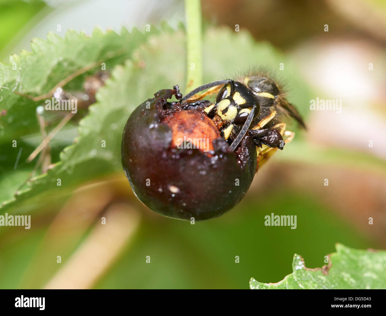 Common Wasp feeding on fruit Stock Photo - Alamy