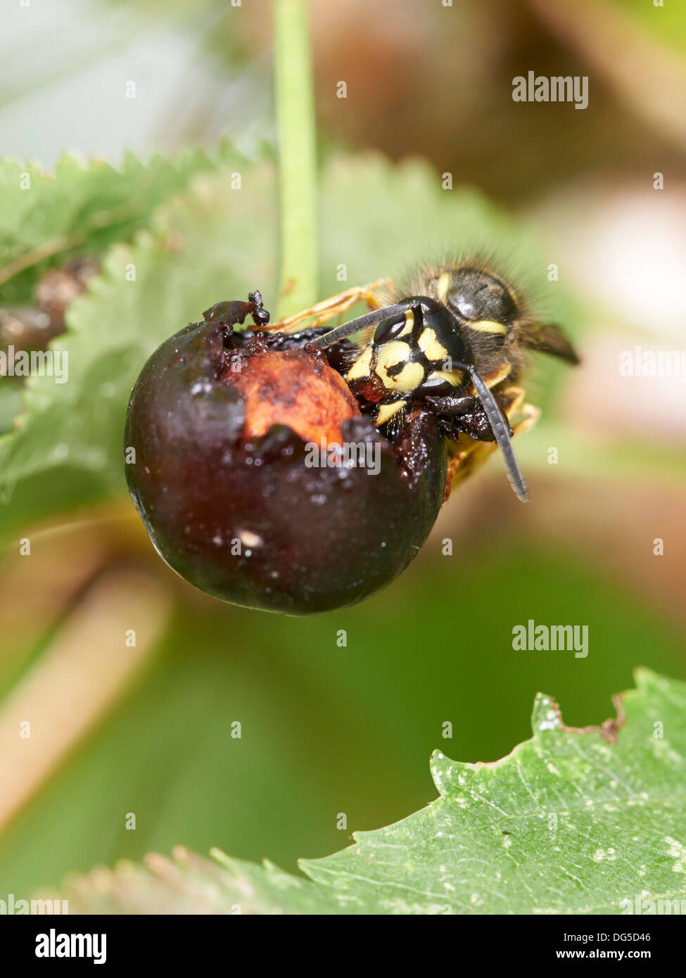 Common Wasp feeding on fruit Stock Photo - Alamy