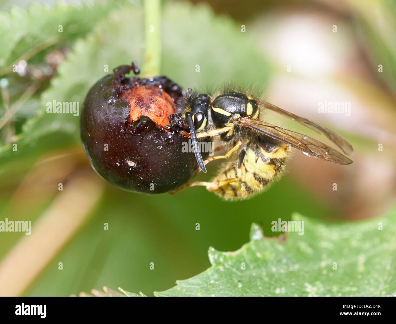 Common Wasp feeding on fruit Stock Photo - Alamy