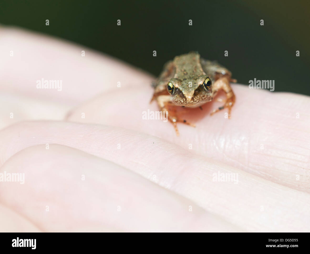 Common Frog - juvenile Stock Photo - Alamy
