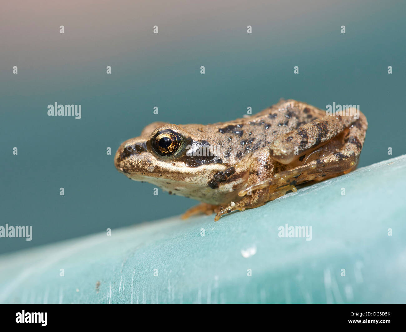 Common Frog - juvenile Stock Photo - Alamy