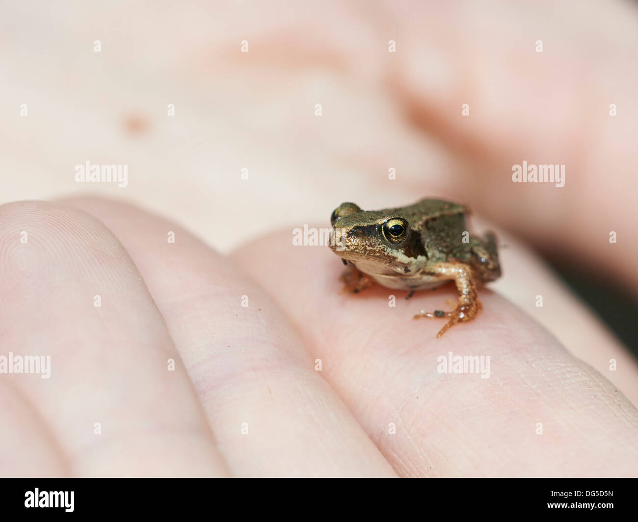 Juvenile common frog hi-res stock photography and images - Alamy