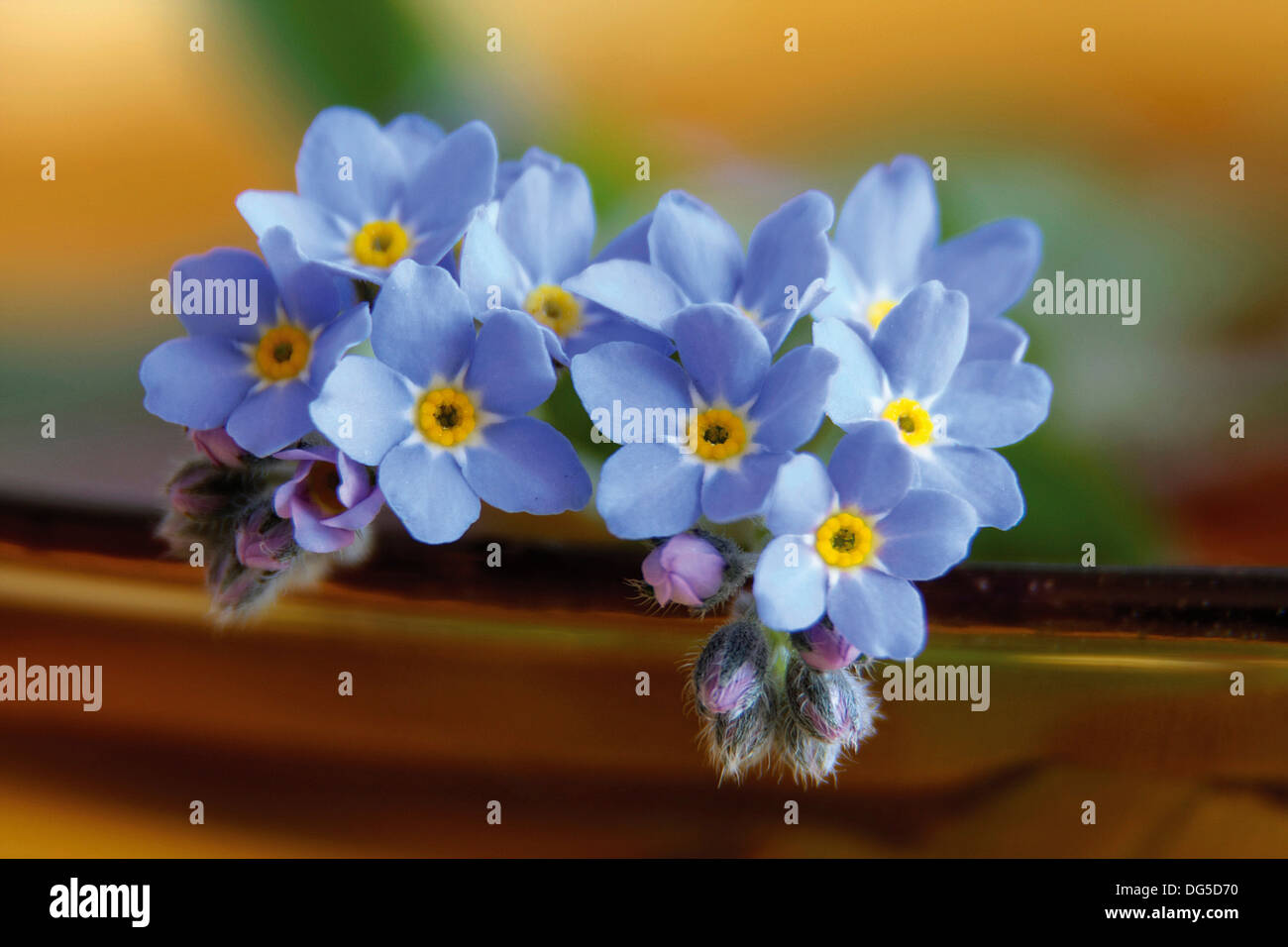 Yellow forget me not hi-res stock photography and images - Alamy