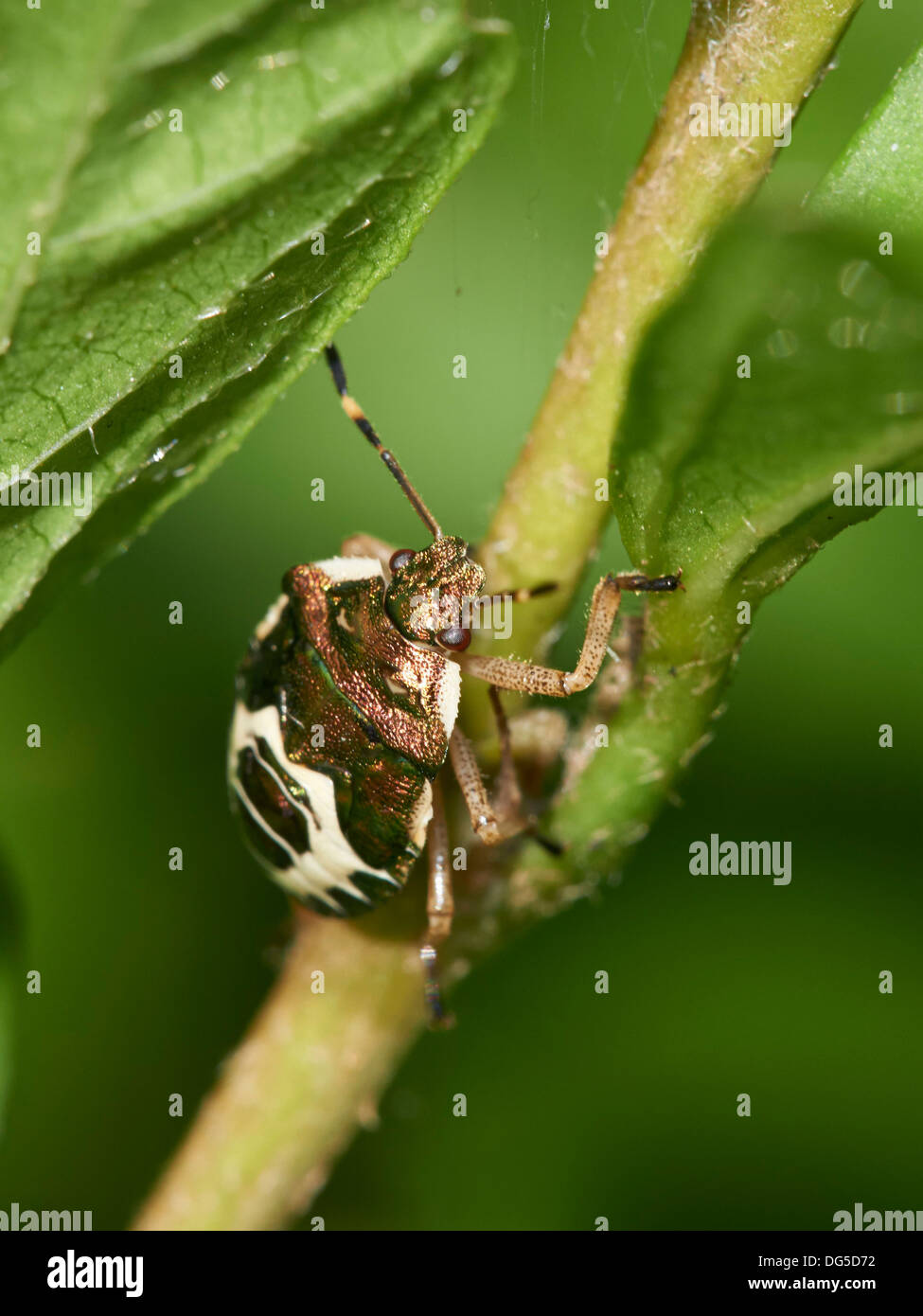 Bronze insect hi-res stock photography and images - Alamy