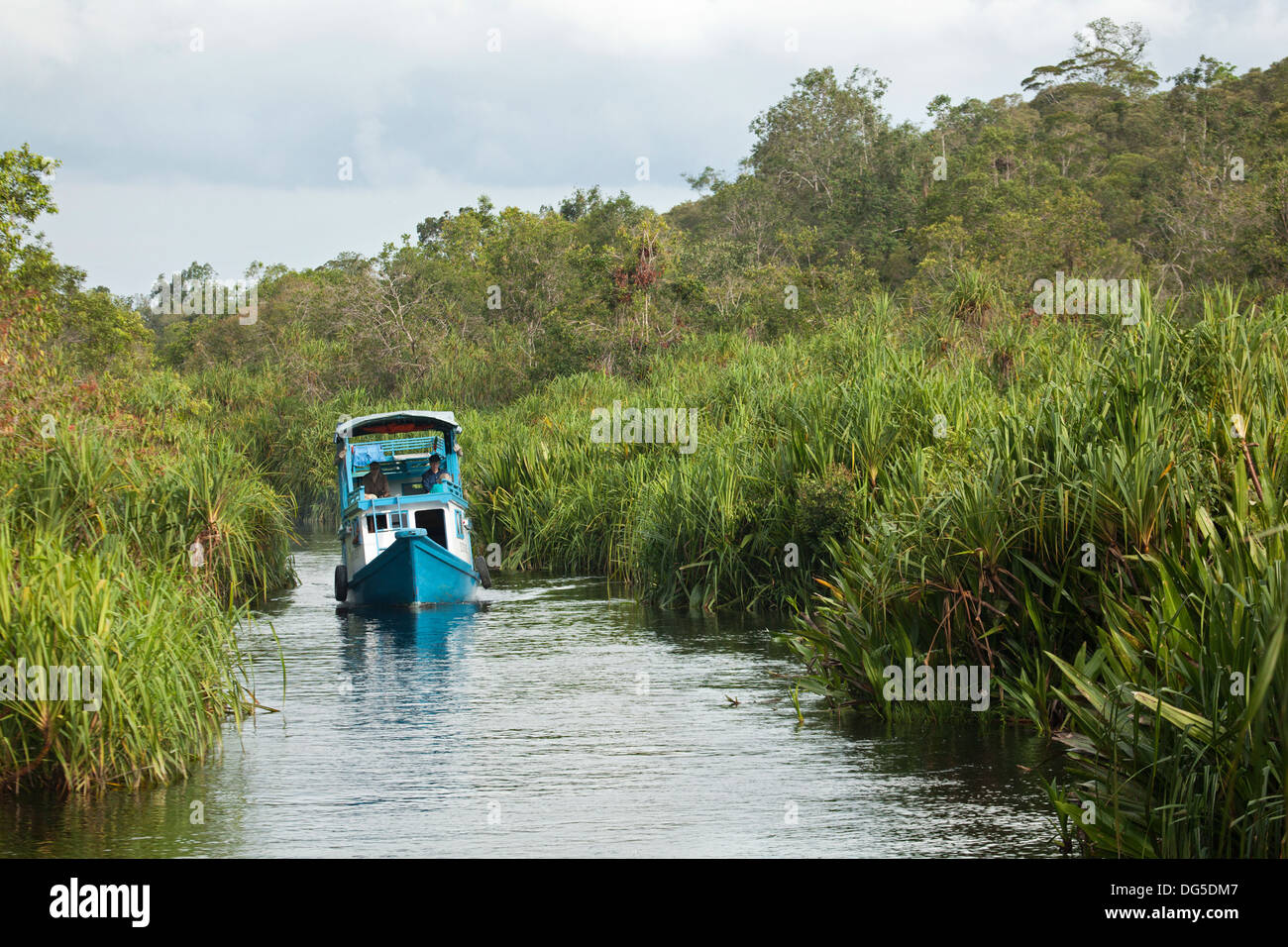 Indonesian klotok, a traditional river boat, on stream lined with Nipa ...