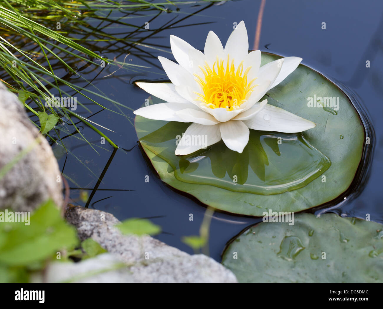 Water lily floating on lake Stock Photo - Alamy