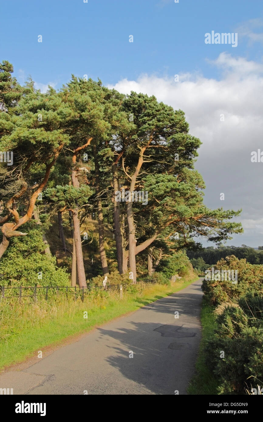 Scots Pine Trees ( Pinus sylvestris ), Pentland Hills Regional Park ...