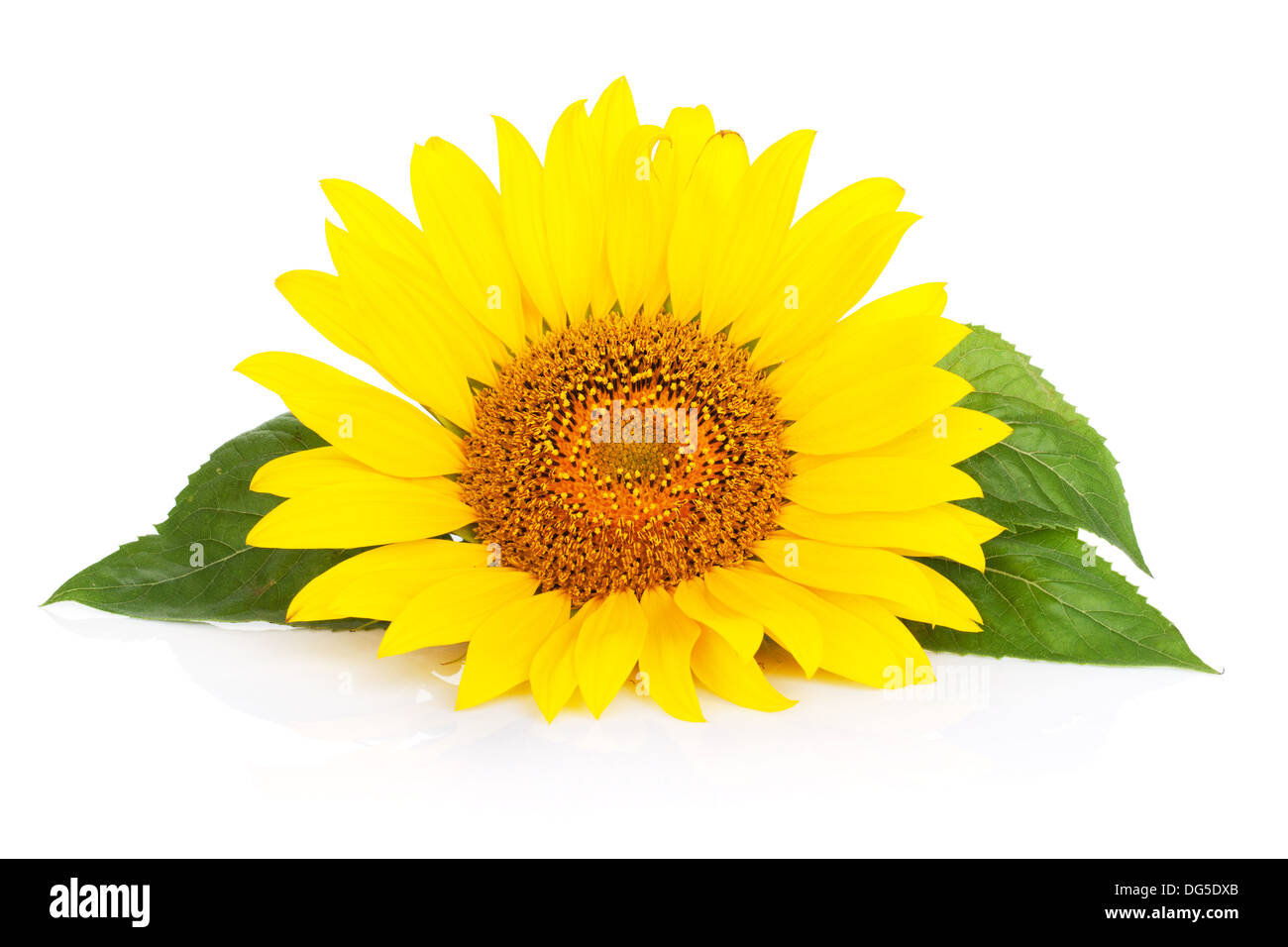 Sunflower. Isolated on white background Stock Photo - Alamy